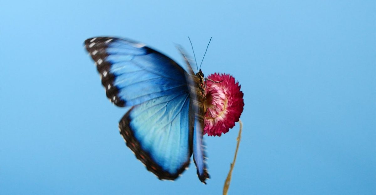 Self-Assembling Structural Color Paints | PCI Magazine